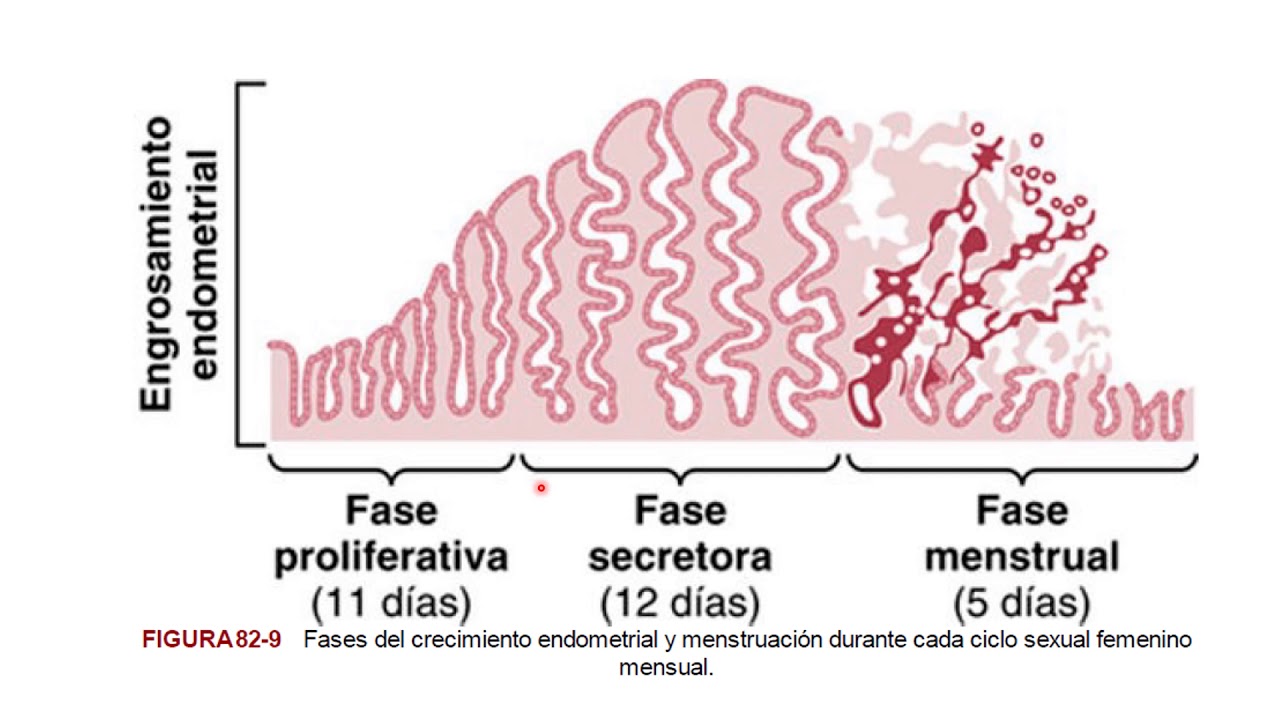 Ciclo endometrial y menstruación - YouTube