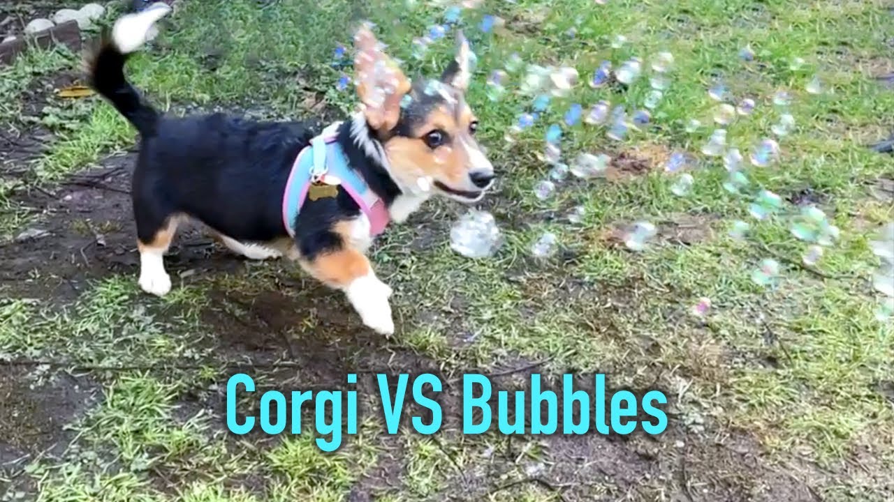 What Happens When A Corgi Puppy Gets Bubbles - YouTube