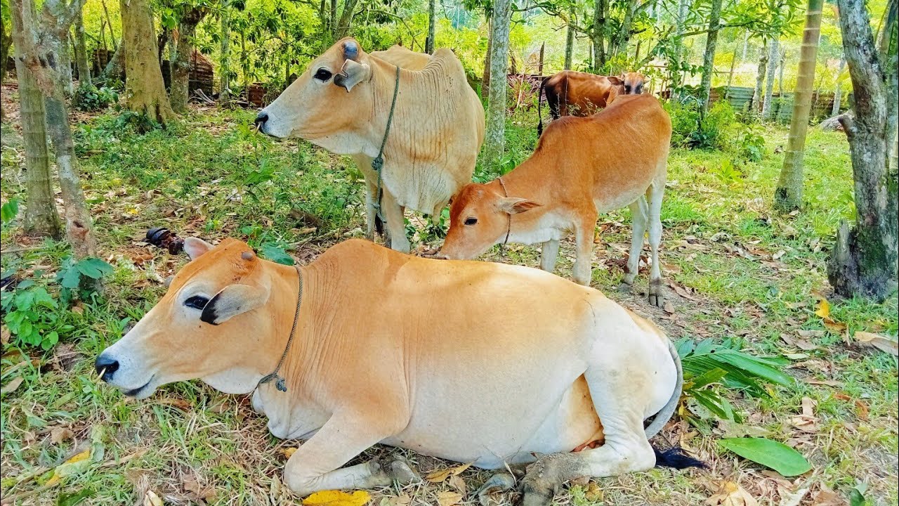 Sapi lembu sehat gemuk dan jinak - YouTube