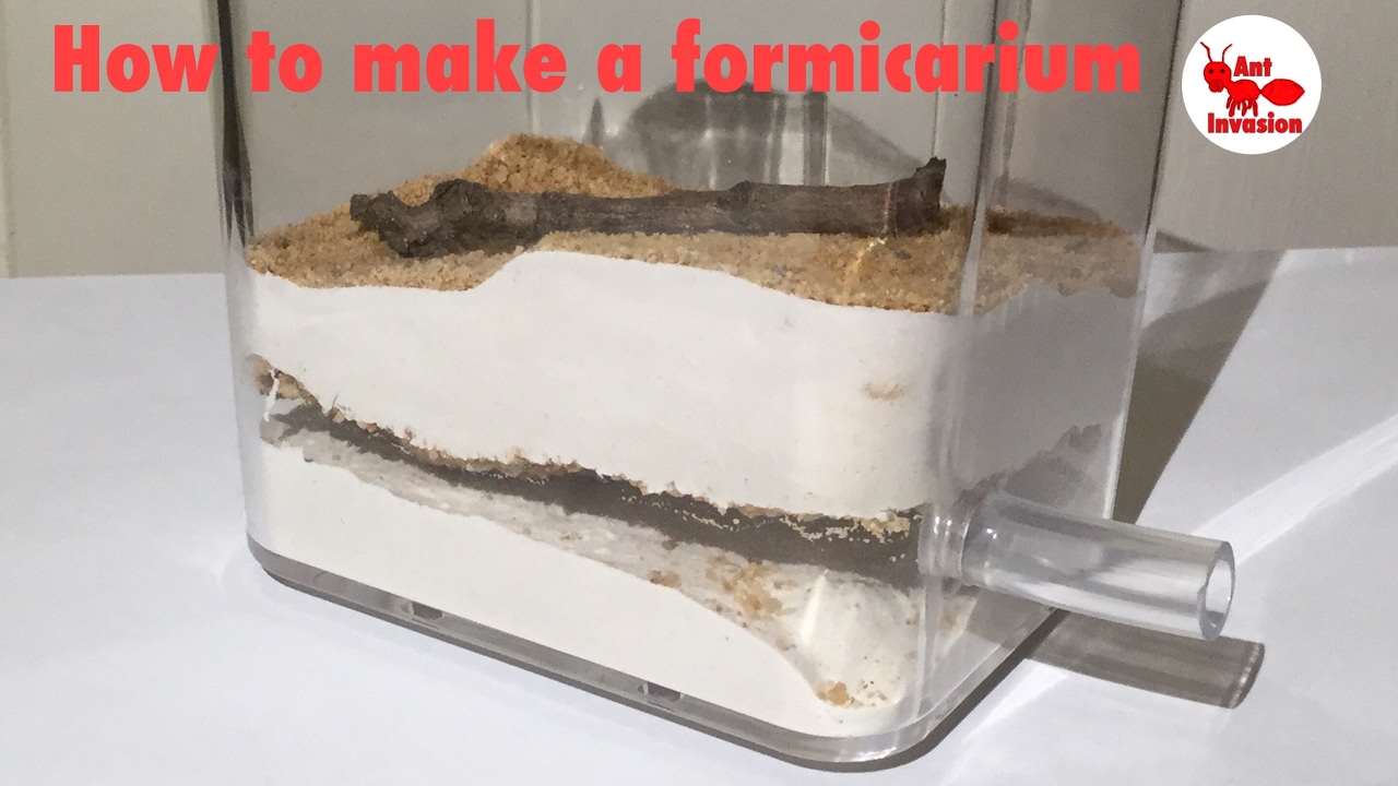How To Make A Formicarium - YouTube
