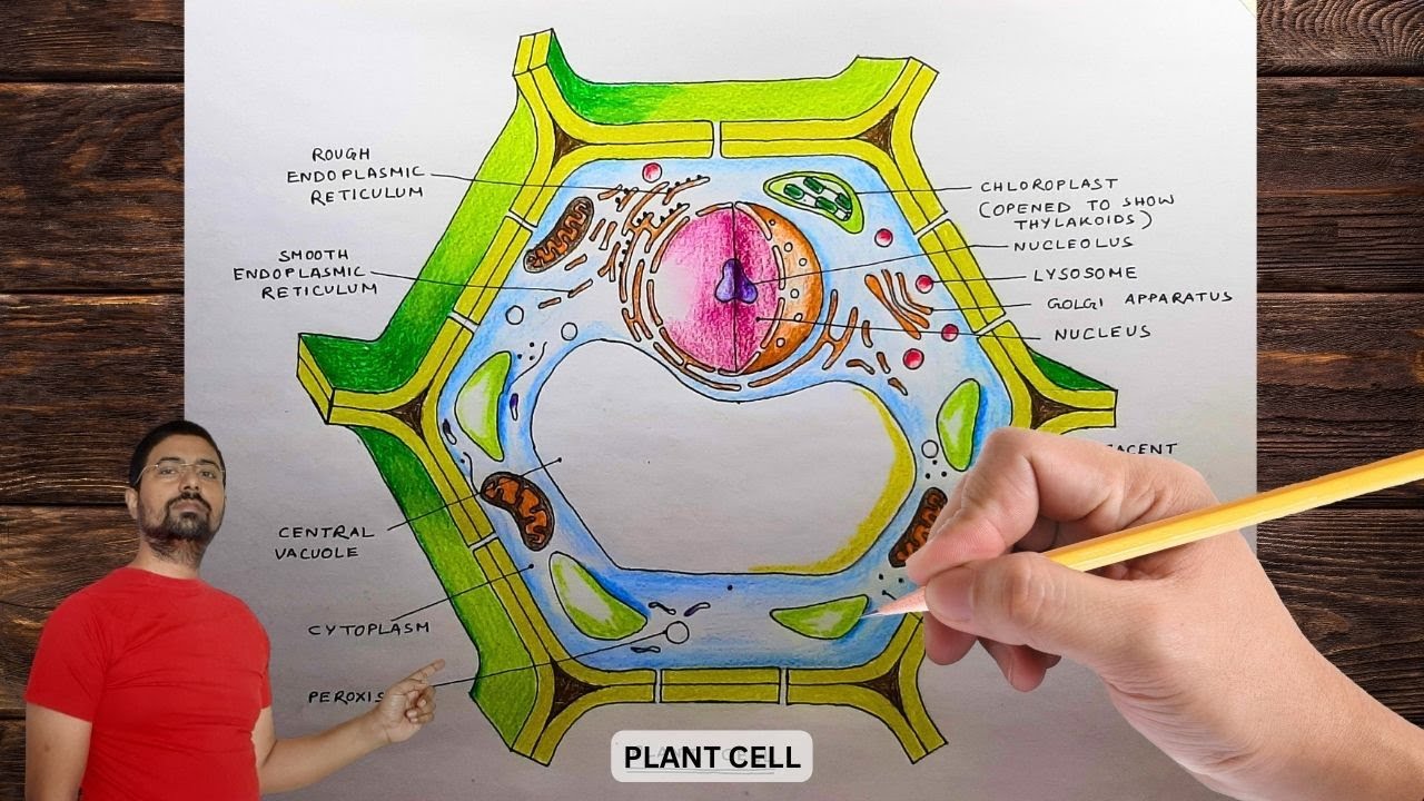 Plant Cell Diagram Easy Drawing | Drawing the Plant Cell | Colored ...