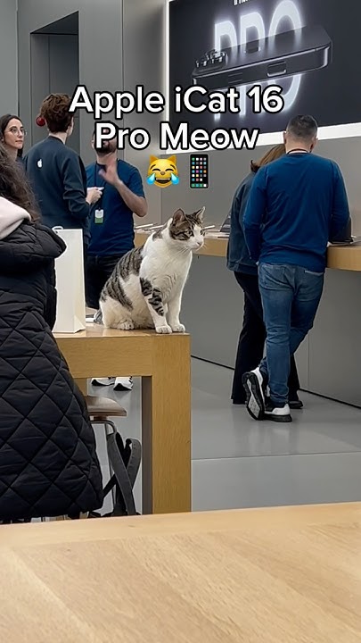 Apple iCat 16 Pro Meow available at Apple Store Istanbul now 😹 #cat #kedi #icat #apple #funny ...
