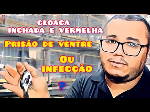 CLOACA INCHADA E VERMELHA. PRISÃO de VENTRE ( constipação ) ou INFECÇÕES.
