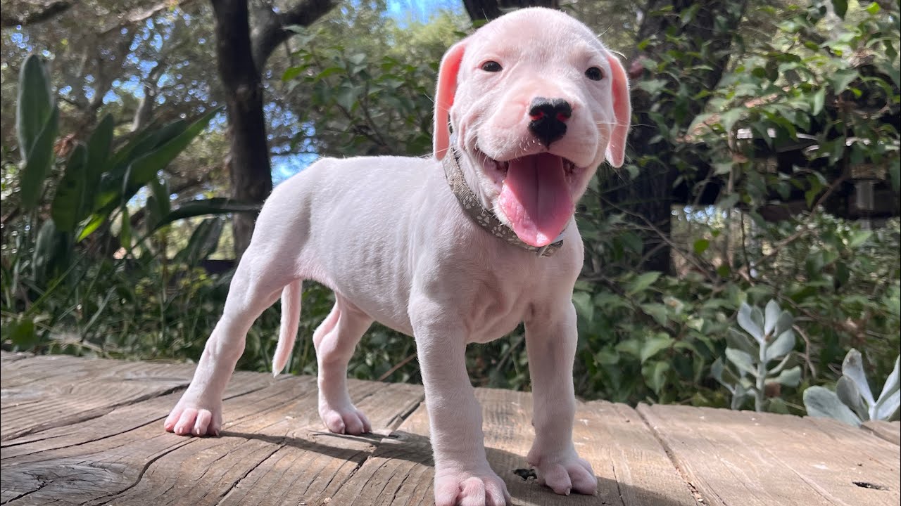 Pure Dogo Argentino - Silver Collar Female Puppy from Zeus x Vegas ...