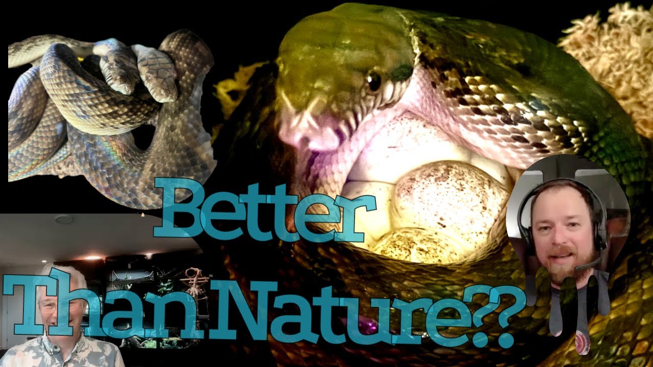 Let's Talk Maternal Incubation Of Scrub Pythons With Paul Duren - YouTube