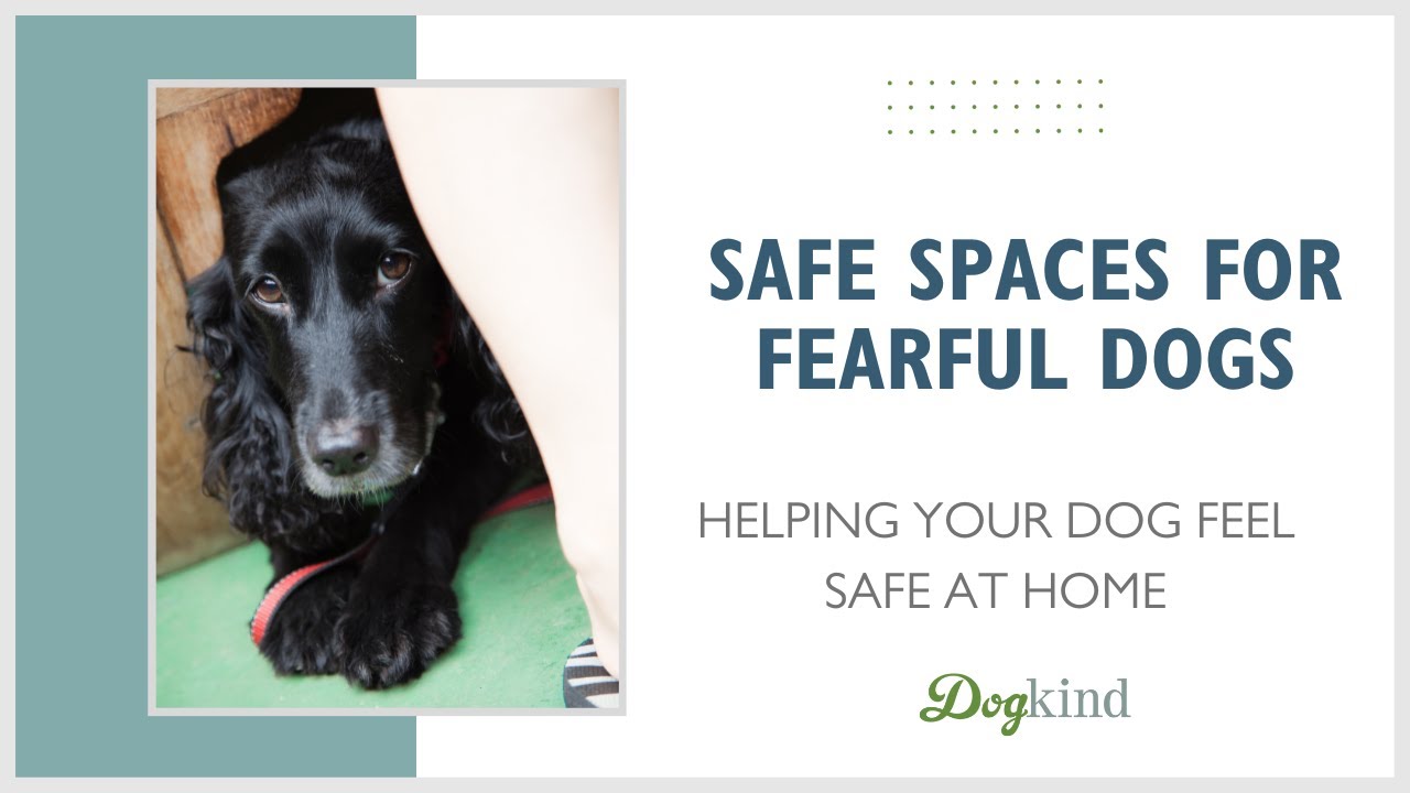 Safe Spaces for Fearful Dogs - YouTube
