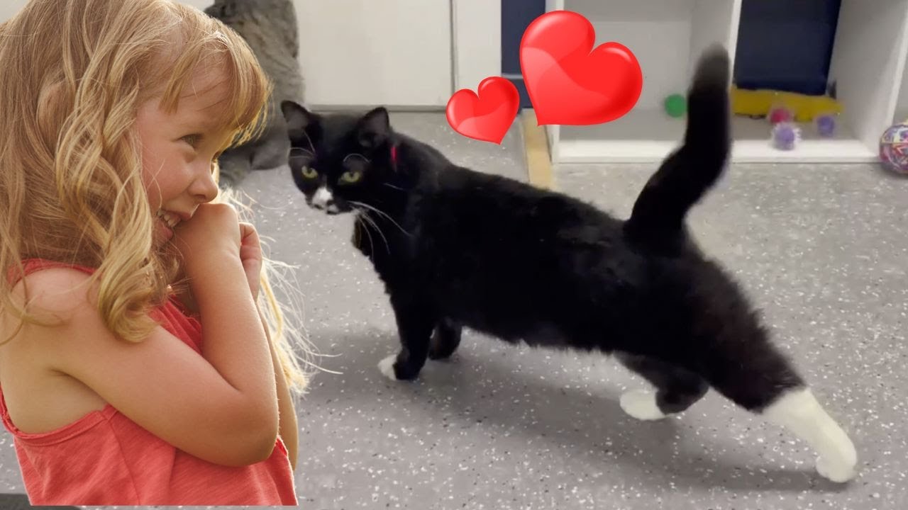 Indiana Cat with Adorable Beauty Mark Will Steal Your Heart - YouTube