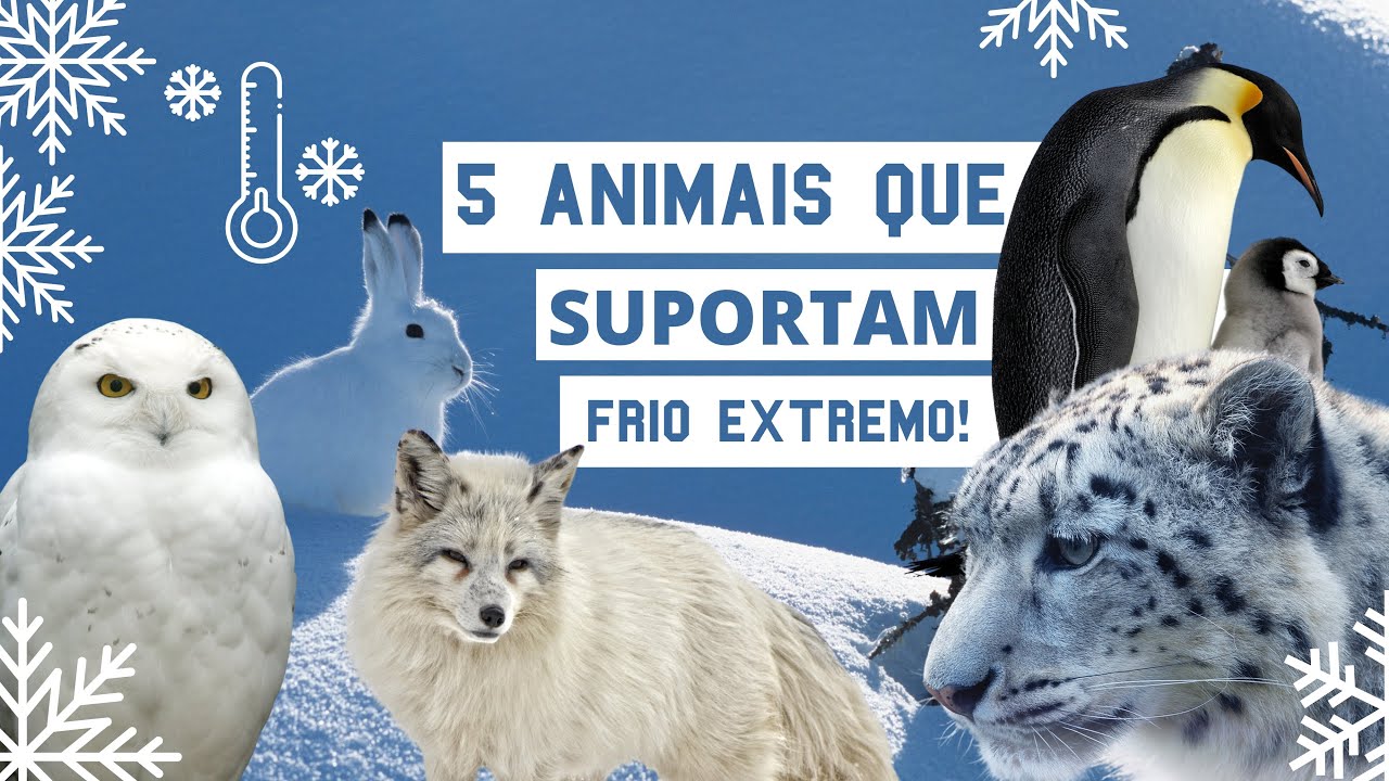 5 Animais que Sobrevivem ao FRIO EXTREMO - YouTube