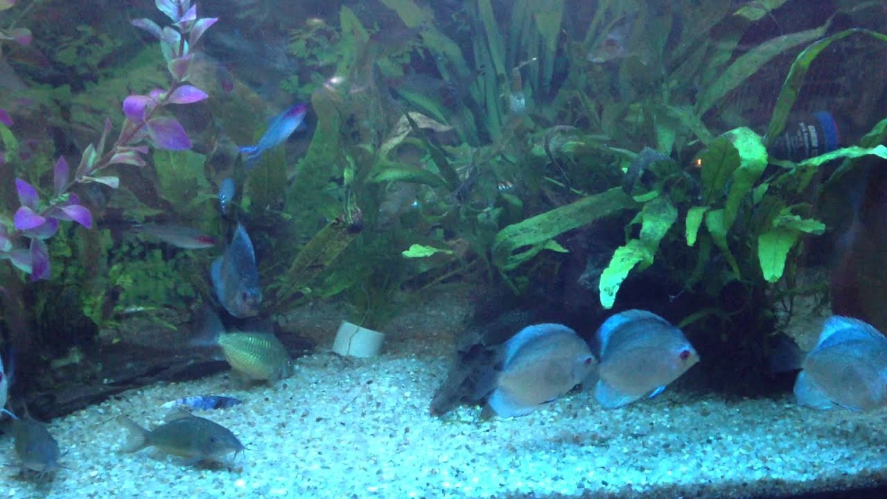 Discus fish red rose , dark angel - YouTube