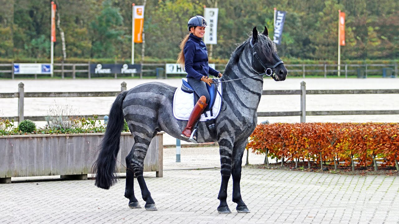 Zebra Riding Sport