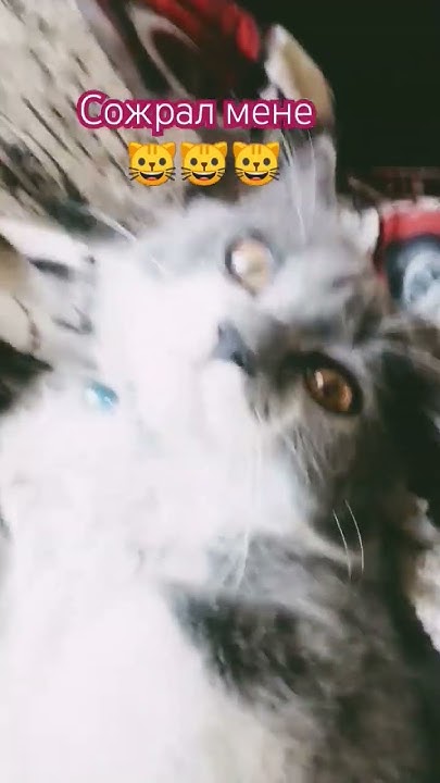 милий котик😺😺 Youtube