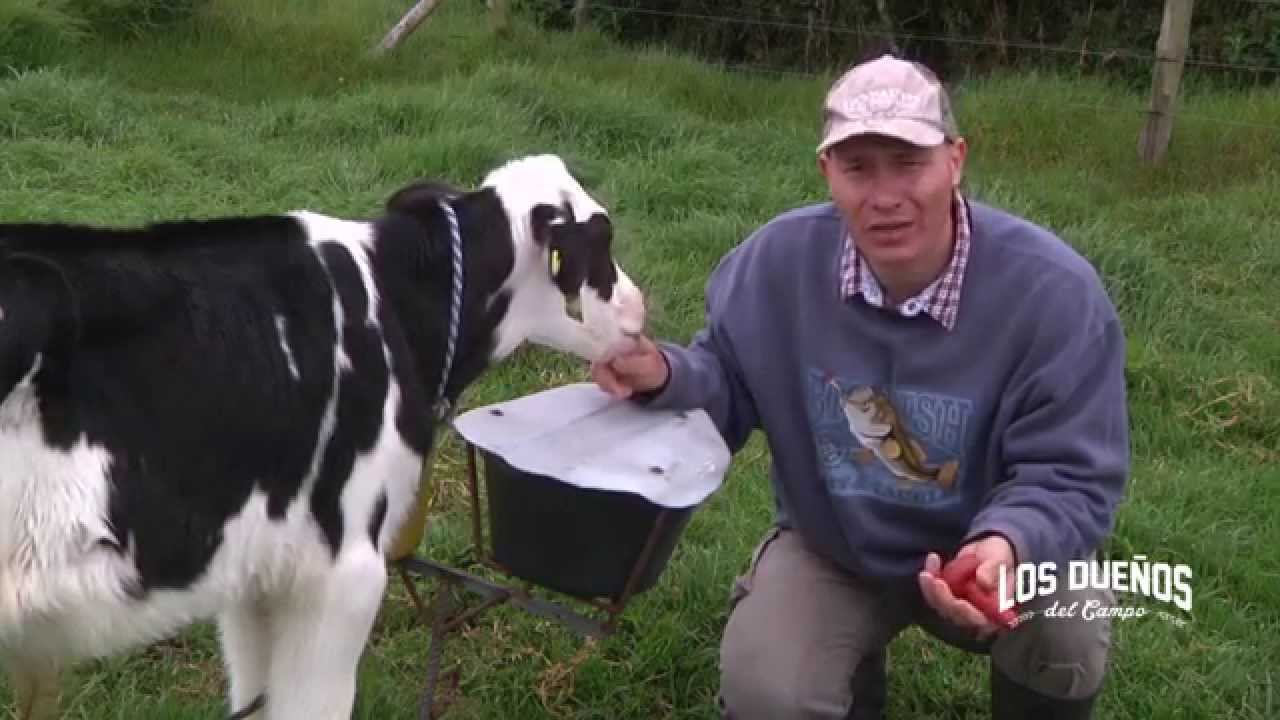 Como Engordar Terneras Holstein con Lactoremplazante - Levante - TvAgro ...
