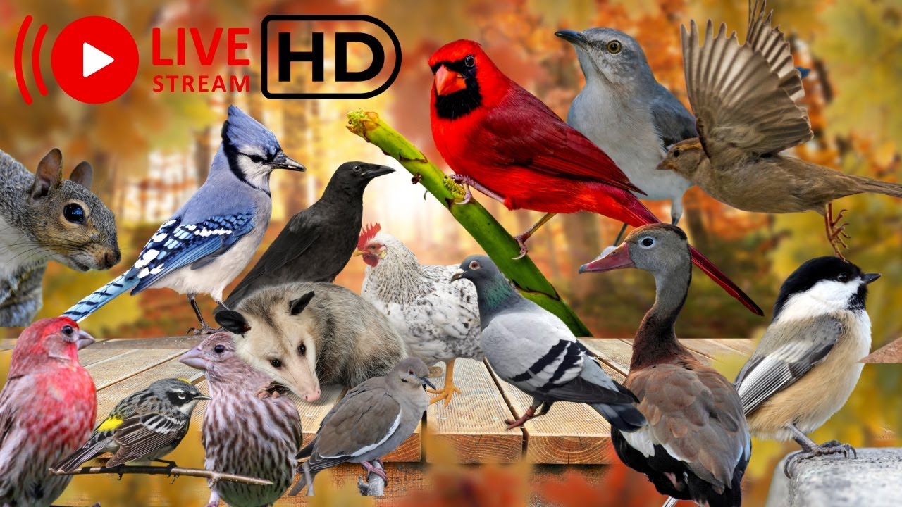 LIVE | USA Birds, Birdwatchin' ,In New Orleans City Nature Ambient ...