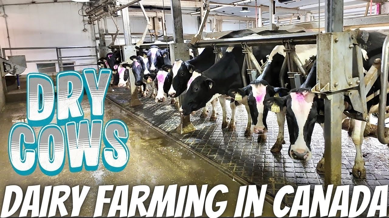 Water Bowl Emergency and Cows Go Dry! - YouTube