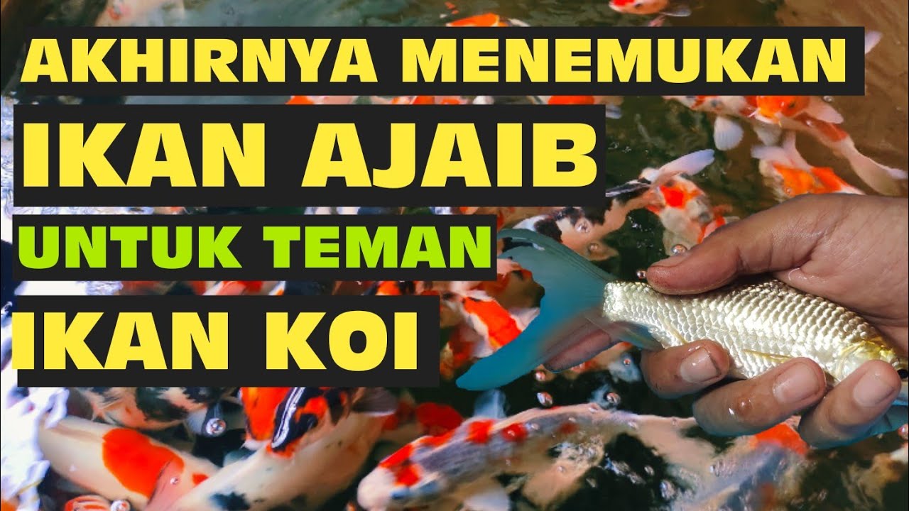 CARA MUDAH MENGATASI KUTU PADA IKAN KOI / EASY SOLUTION TO KILL ...
