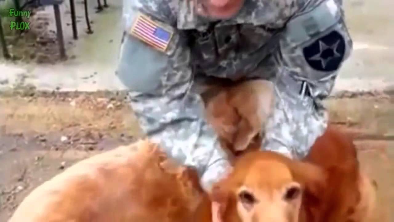 Dogs Welcoming Soldiers Home Compilation 2014 NEW HD - YouTube