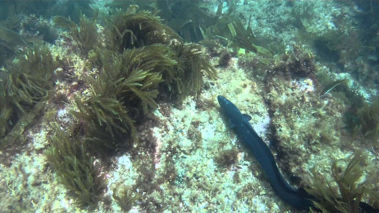 Congrio nadando - YouTube