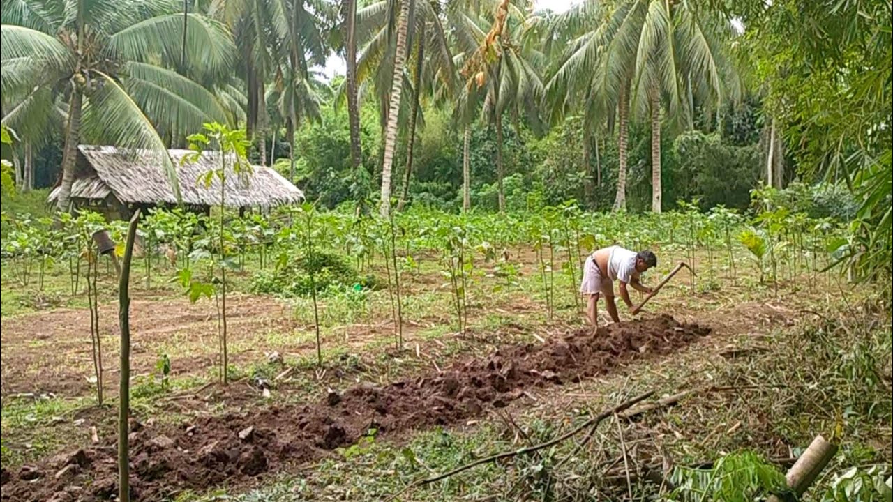 Asarol new farming tool, request ni papa at Paglalagay ng abuno sa mga ...