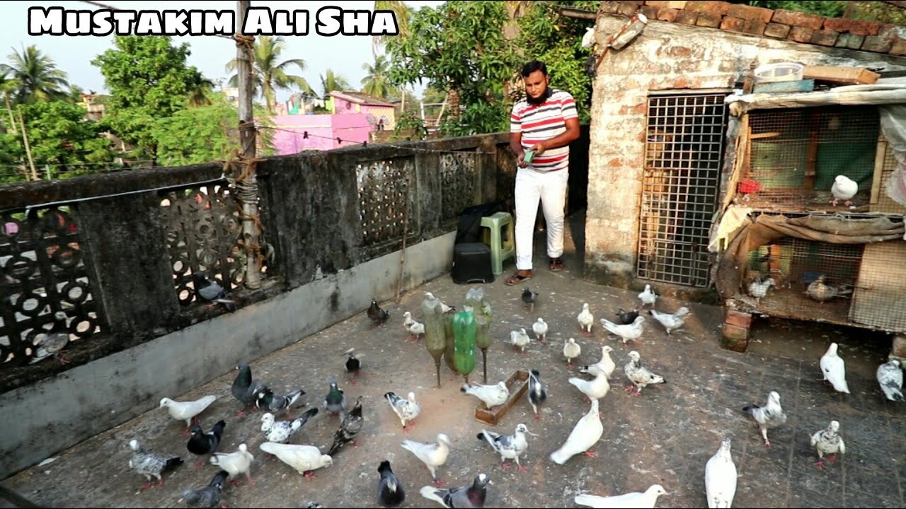 Mustakim Ali Sha Pigeon Loft Visit - 9875637913 / 7890303252 - YouTube