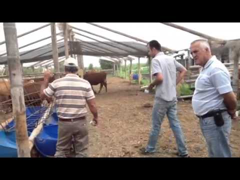 Estabulación puerto espejo en el Quindio . - YouTube