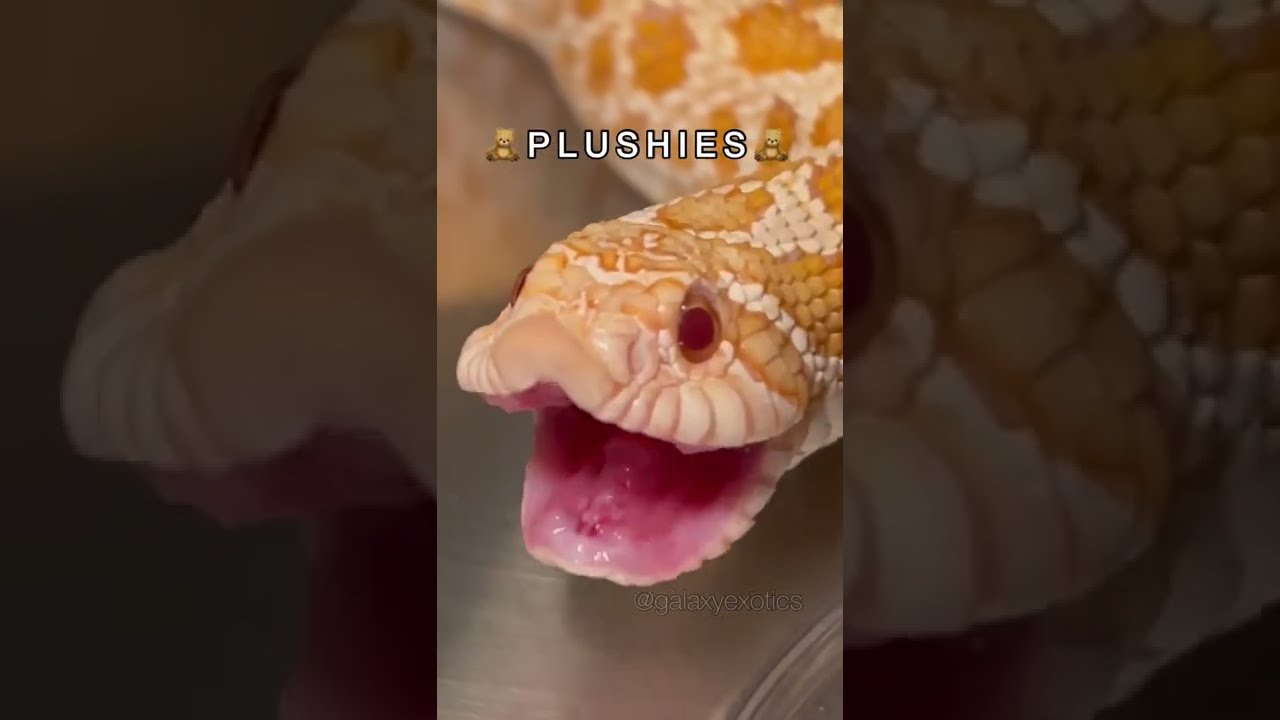 Dont Turn Me Into Marketable Plushies Youtube