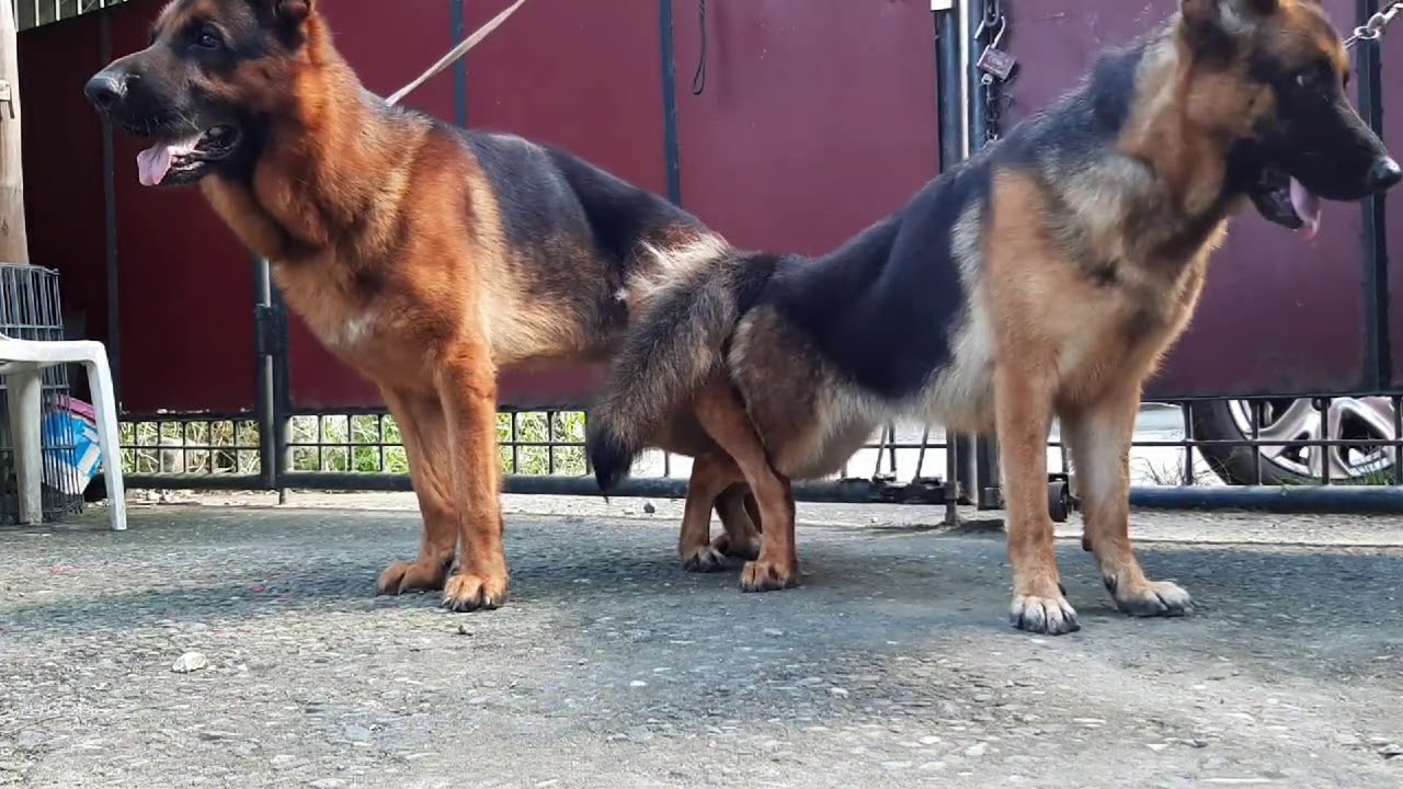 German Shepherd Mating Baguio city - YouTube