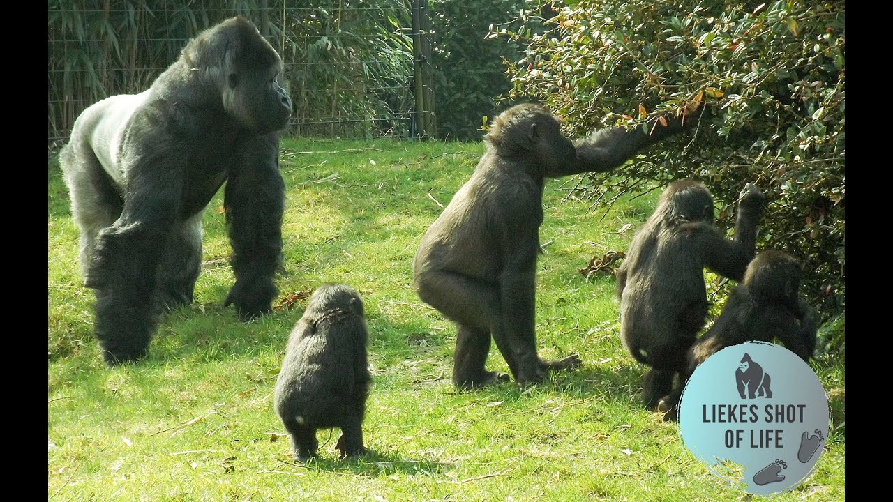 SILVERBACK BAUWI GETS TO BABYSIT HIS 6 CHILDREN?! - YouTube