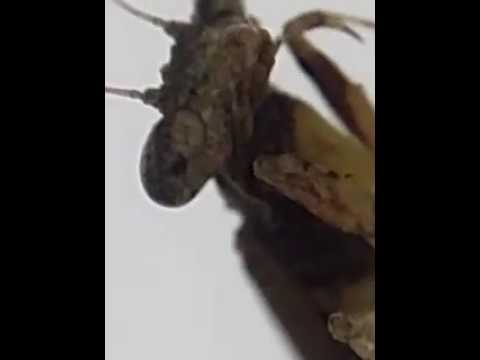 Mini mantis Tiny Mantis - Oligonicella scudderi macro video Singapore ...