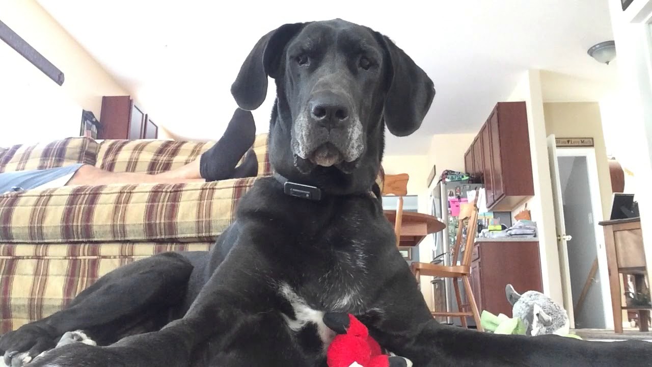 Breaking News/Dog on live - YouTube