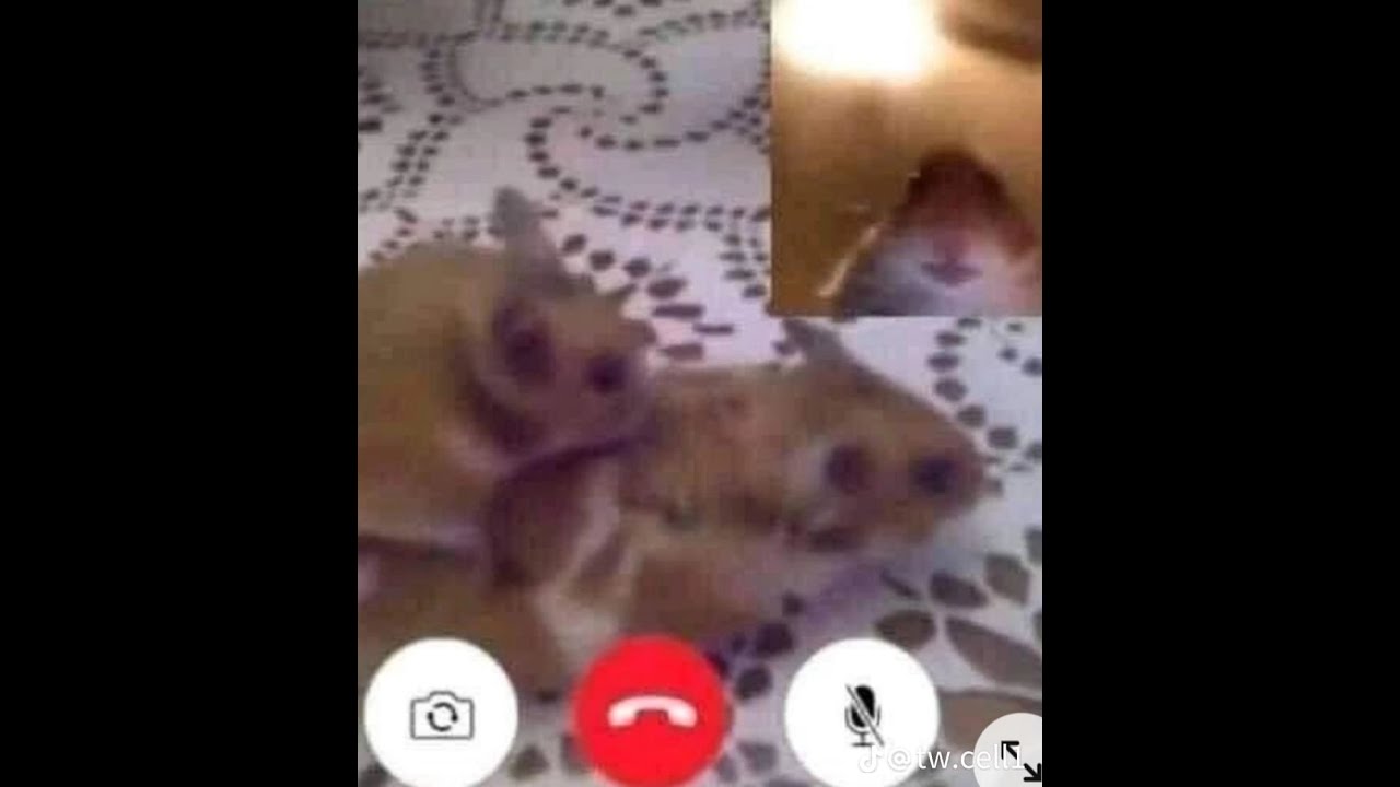 top 5 hamsters - YouTube