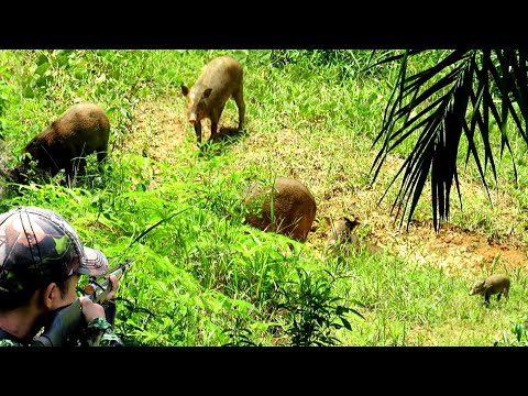 FULL‼️3 HARI BERBURU BABI HUTAN BESAR//FULL POIN DI KEBUN SAWIT DAN HUTAN