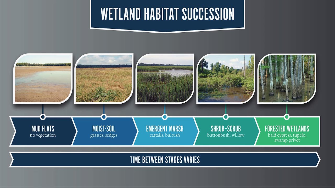 Wetlands Part 2 - Habitat Succession - YouTube