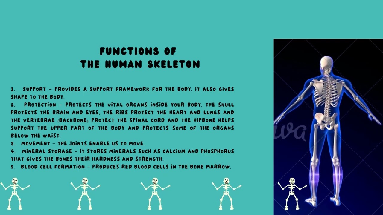 Functions Of Human Skeleton YouTube Functions Of Human Skeleton YouTube