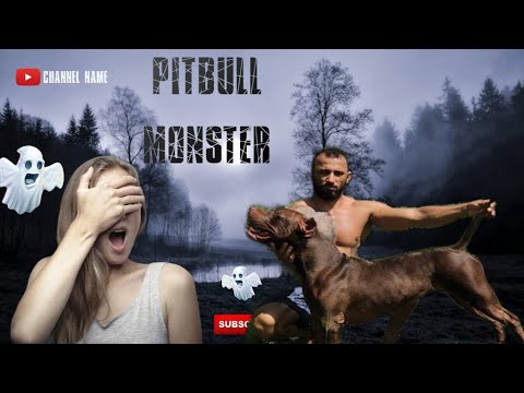 PIT BULL DOCILE #lekthebestkennel - YouTube