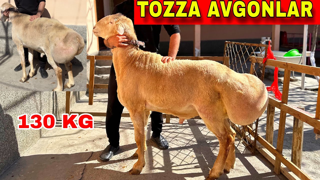 TOZZA AVGON ENA BOLA VA QOCHQORLAR KELDI - YouTube
