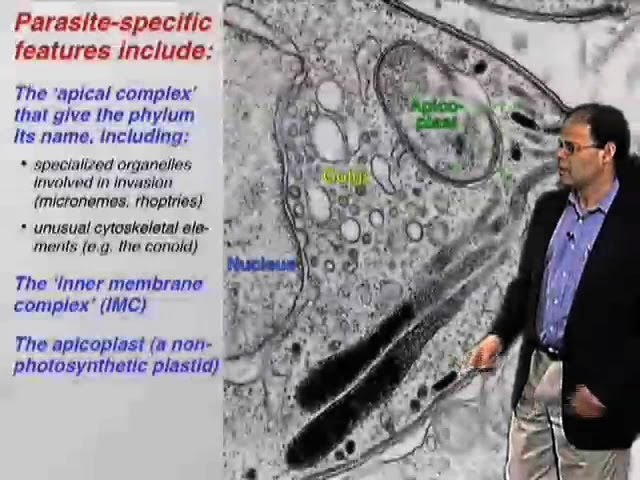 Apicomplexes Sous Microscope