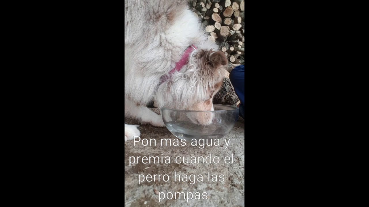 Cómo enseñar a mi perro a hacer pompas - YouTube