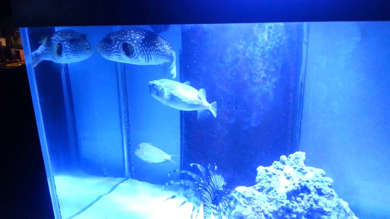 Aggressive saltwater aquariums - YouTube