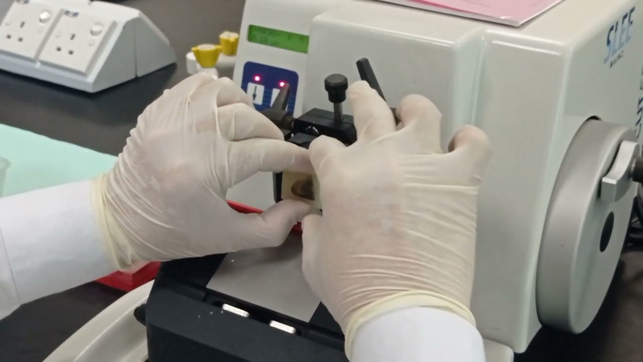 TISSUE SECTIONING - YouTube
