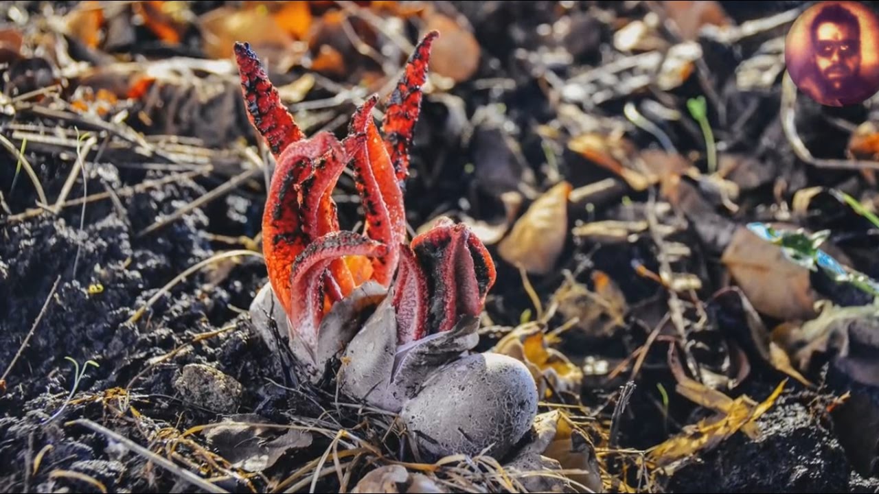 Los 10 hongos más extraños del mundo - YouTube