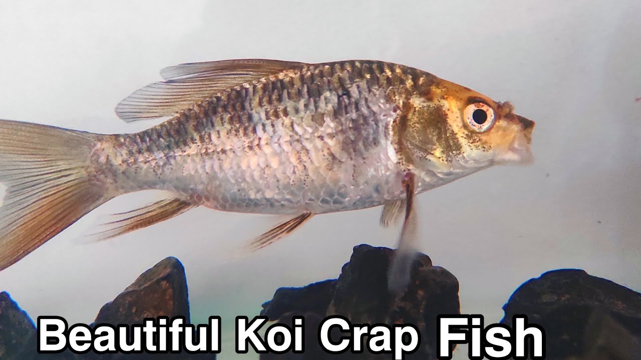 Beautiful Koi Crap Fish / Beautiful Aquarium😍 - YouTube