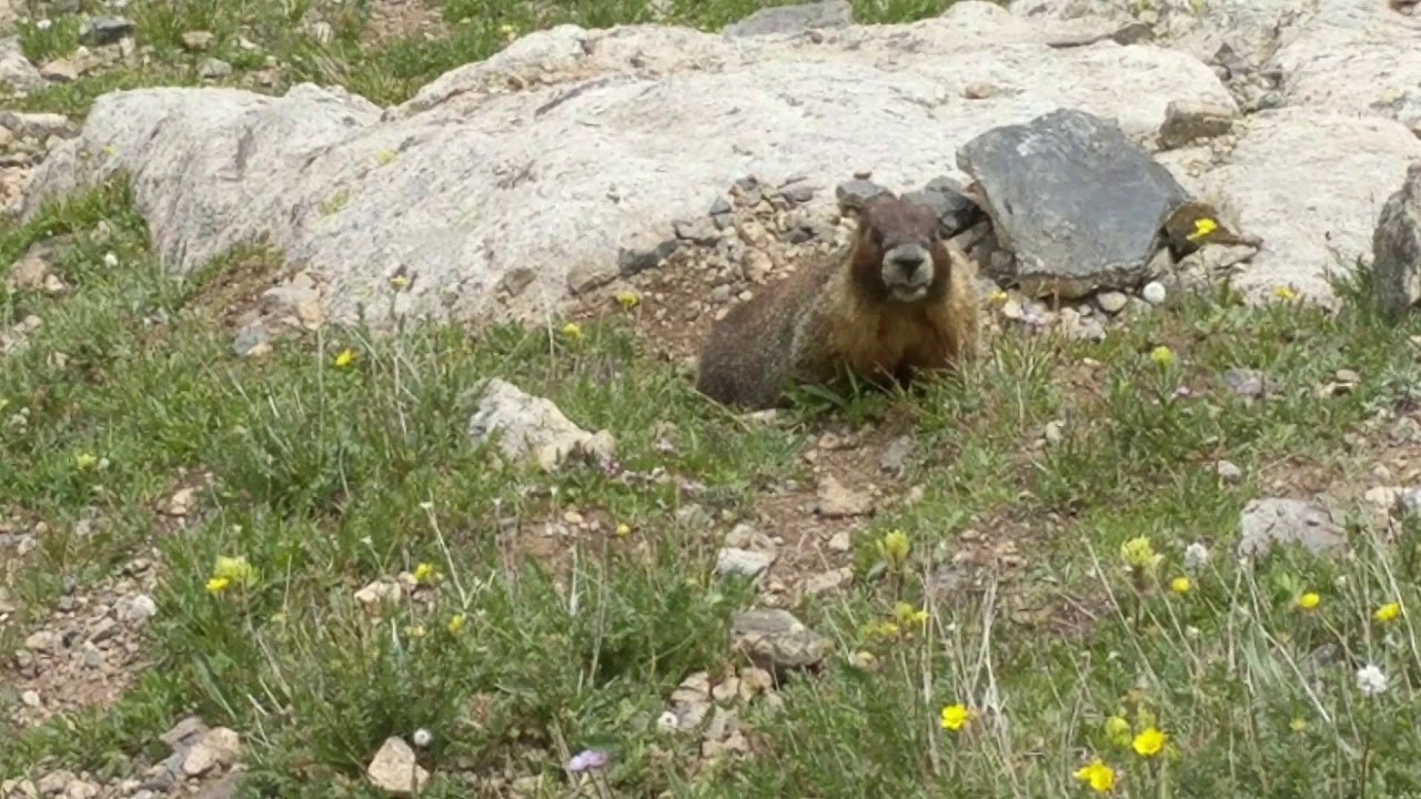 Fart Startles Marmot - Twice! - YouTube
