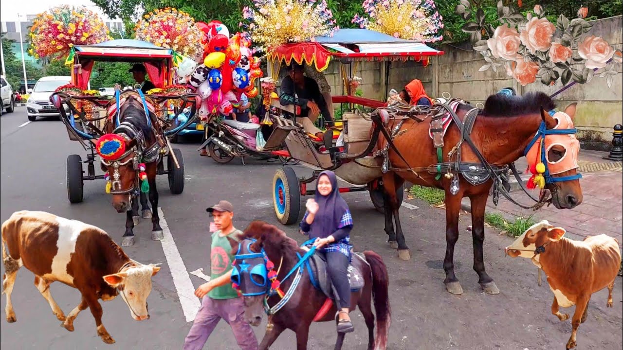 Kuda / Naik Kuda Delman Istimewa / Delman / Sapi / Cow / Sapi Lemosin ...