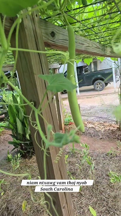 Mus Saib Teb Taub Hwb 7/1/2025 - YouTube