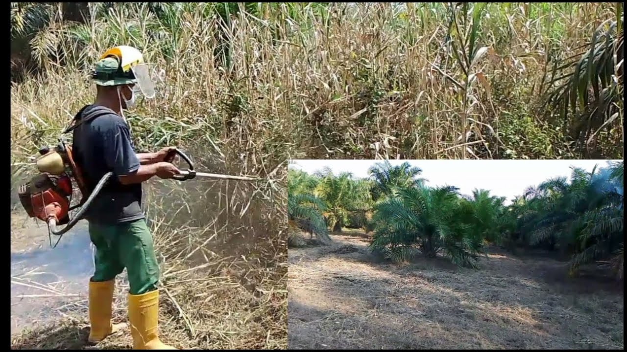 memotong rumput bekas di racun tapi ngak mati - YouTube