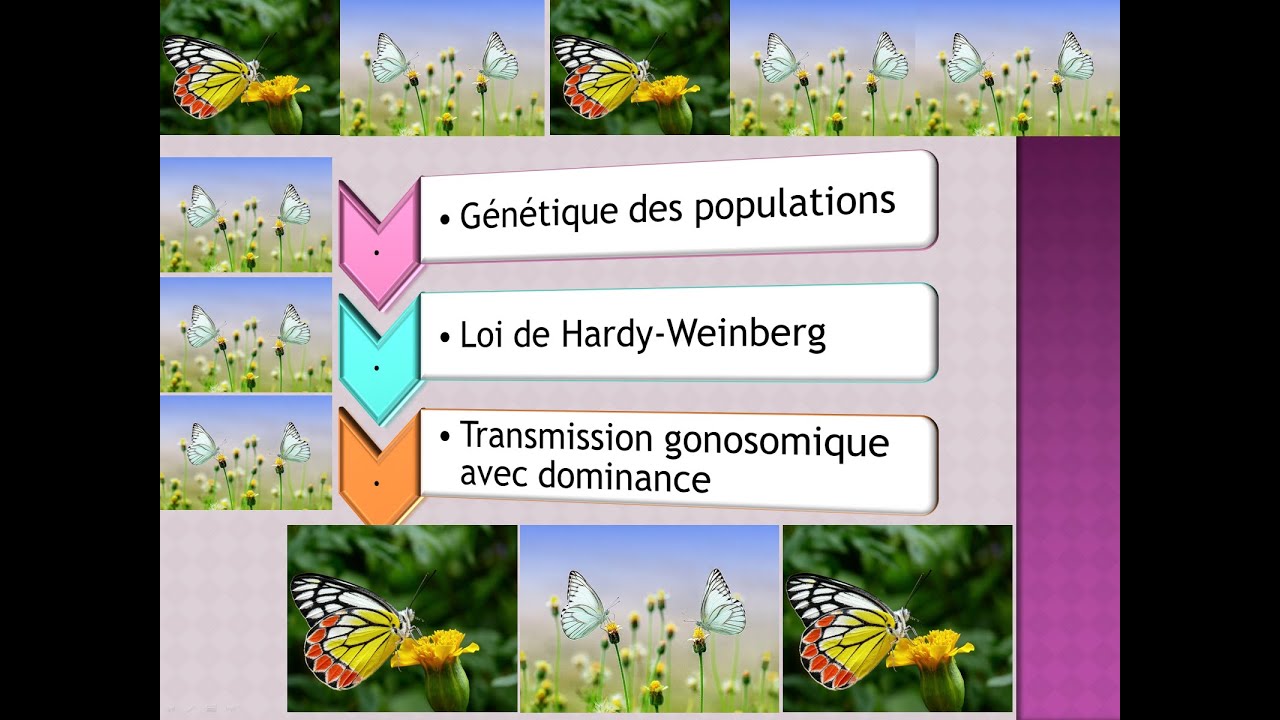 Génétique des populations / Loi de Hardy-Weinberg / Transmission ...