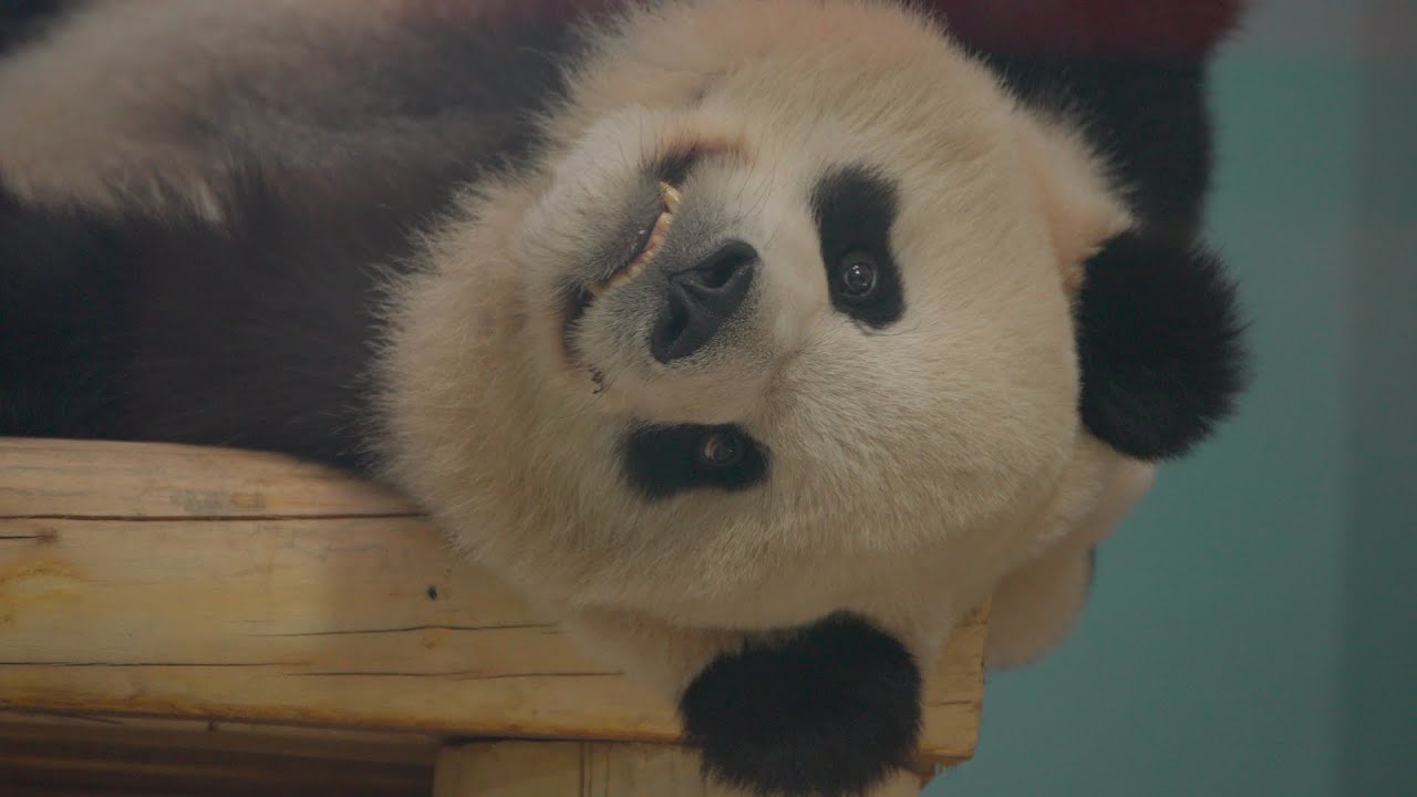 02/01/2025, Watch giant panda Bao Li yawn, toss and turn in his dreamy ...
