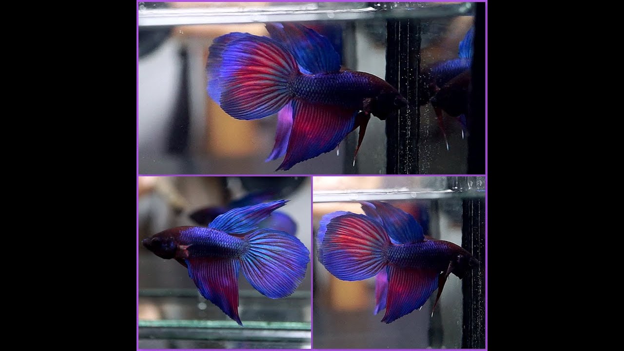 Live Betta Fish VIOLET BLUE RED Veil Tail VT Male #A235 - YouTube