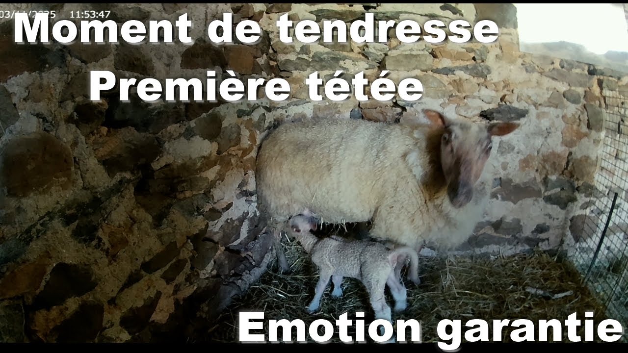 Naissance d'un agneau : les premiers instants de vie et la tétée avec ...