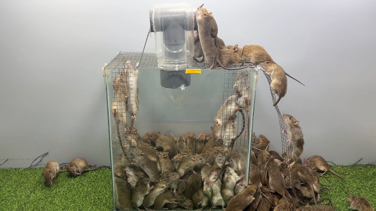 best mousetrap / How to trap mice safely and effectively / High ...